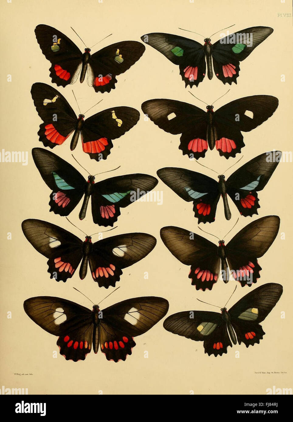 A comprehensive catalog of the Lepidoptera collection at the British ...