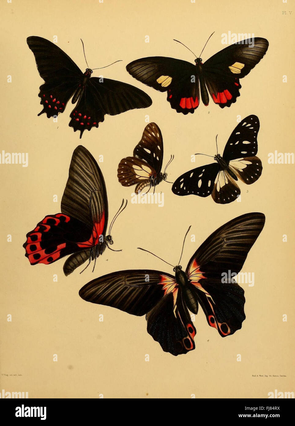 Catalogue of Lepidopterous Insects in the Collection of the British ...