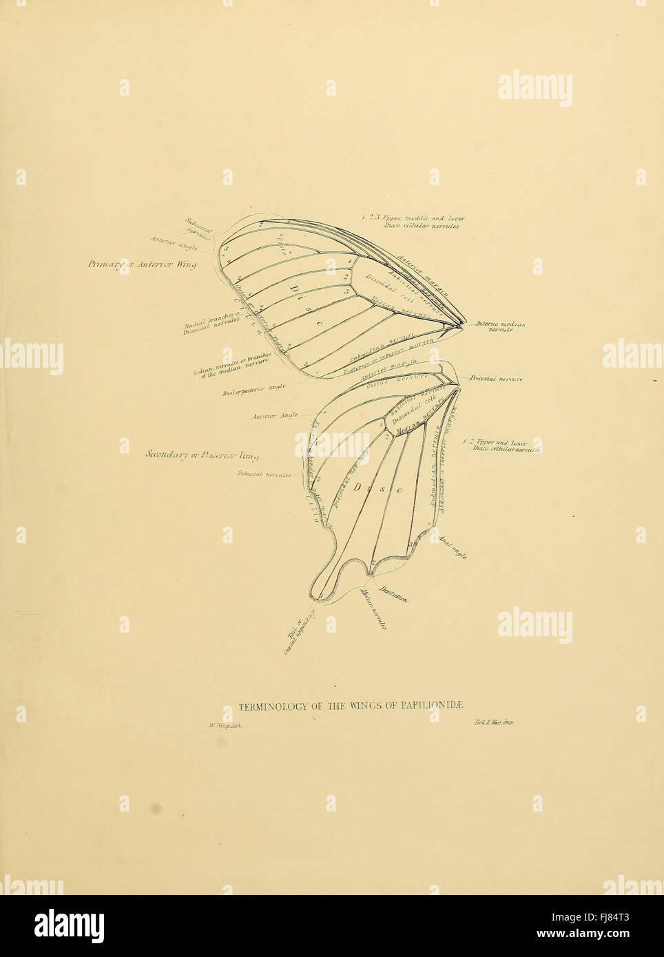 A detailed catalog of Lepidoptera species in the British Museum ...