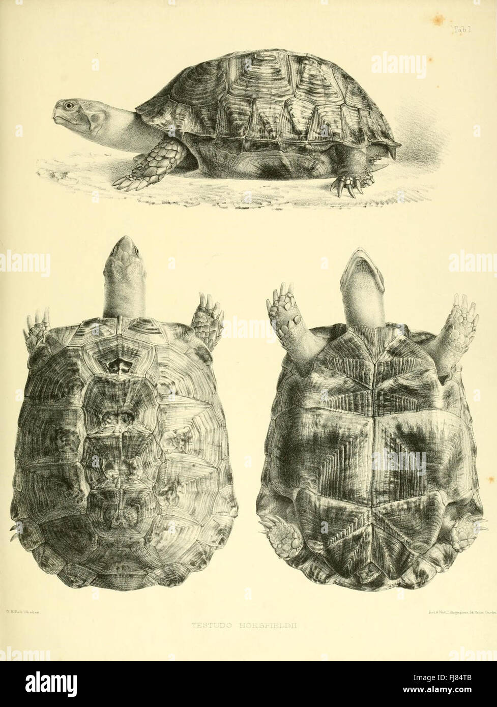 Catalog documenting shield reptiles, including species from the ...