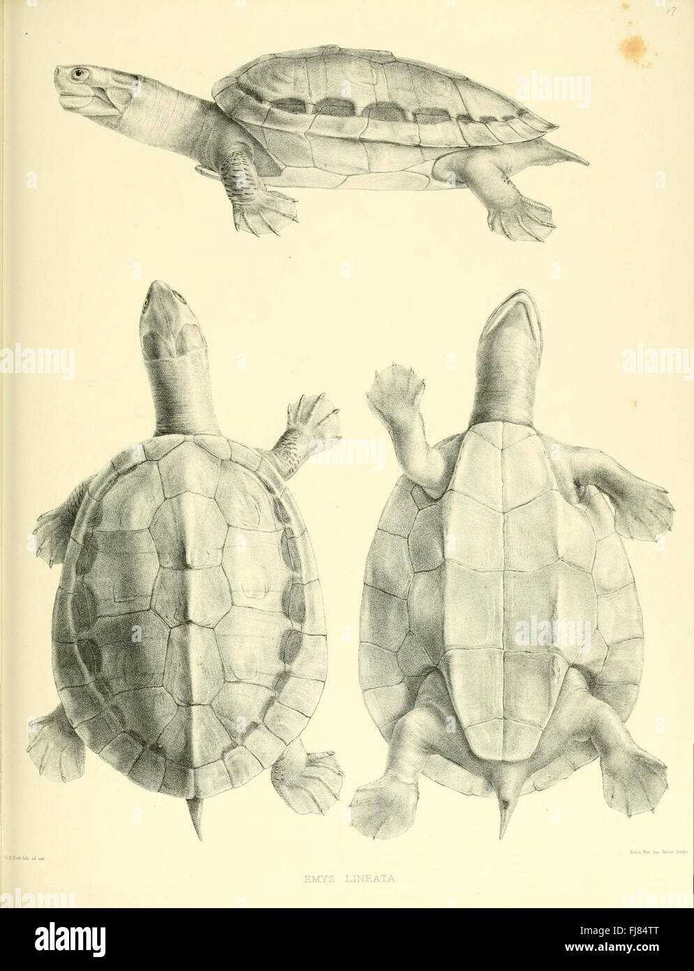 A catalog of shield reptiles, including chelonians and crocodilians, in ...