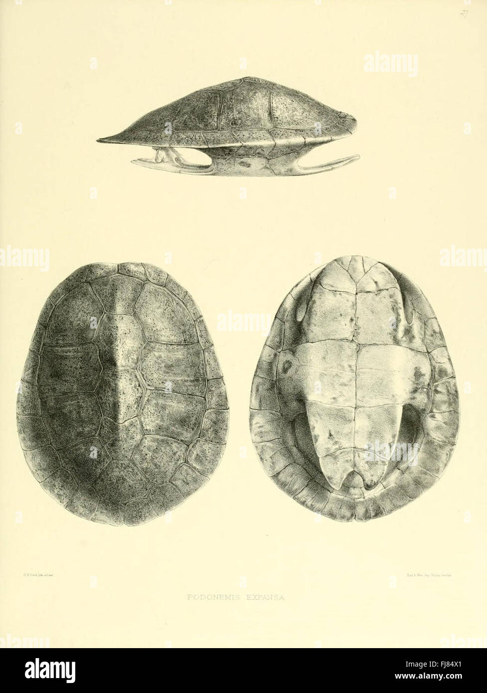 A catalog detailing the shield reptiles, including turtles, crocodiles ...