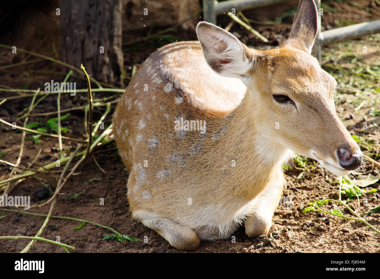 portrait of Axis Deer Stock Photo - Alamy