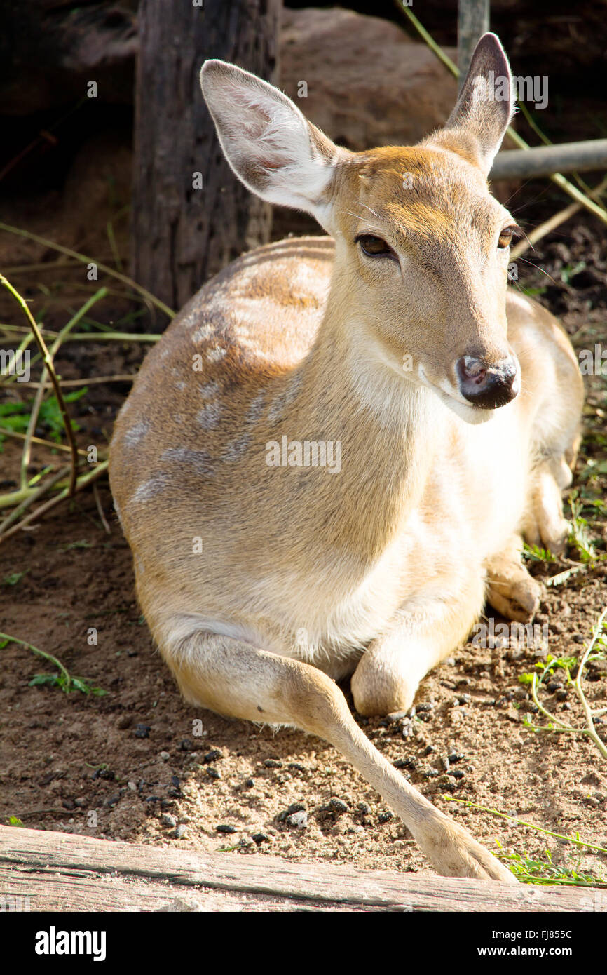 portrait of Axis Deer Stock Photo - Alamy