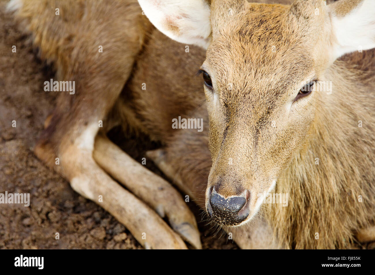 portrait of Axis Deer Stock Photo - Alamy