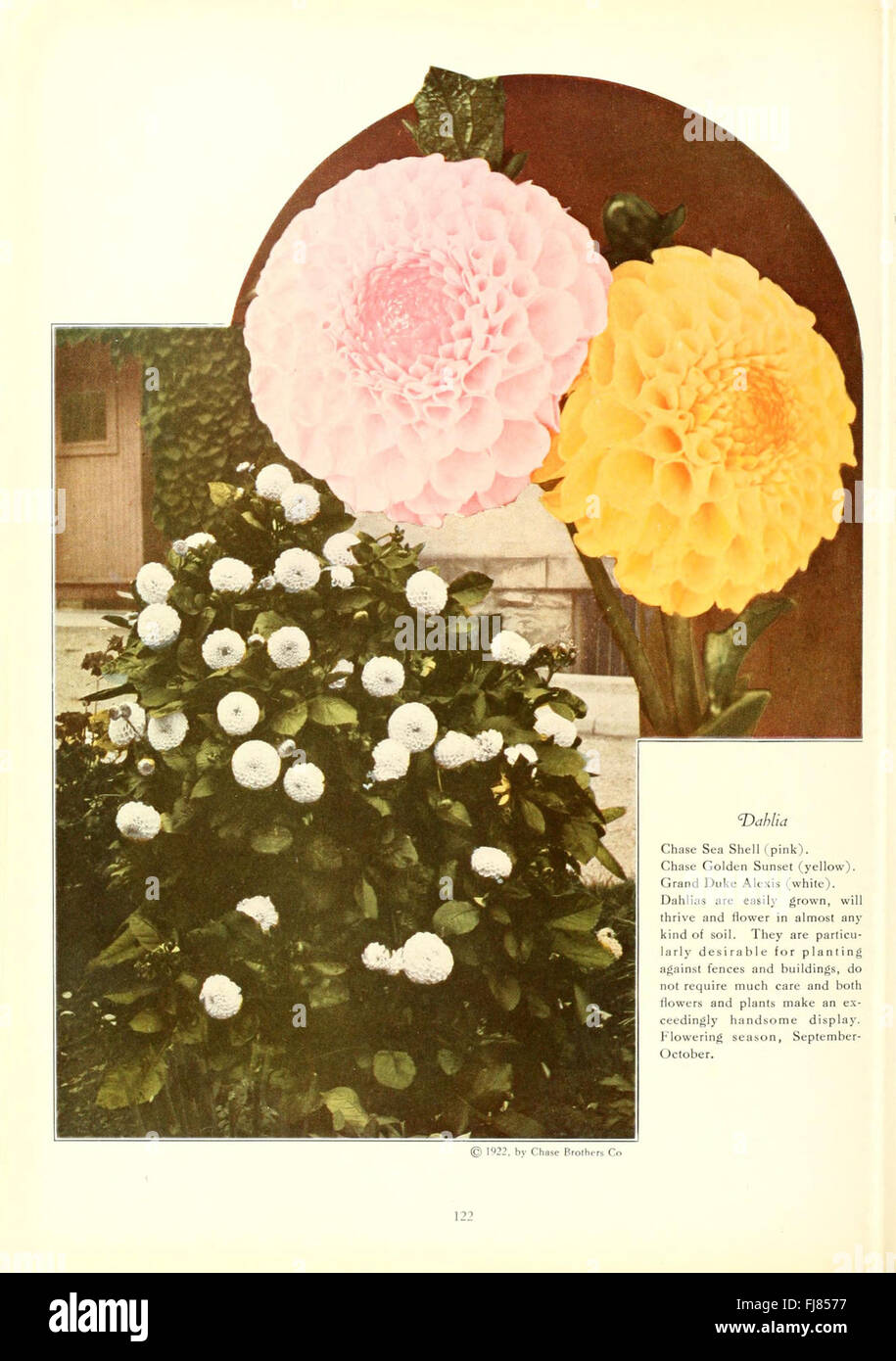 A catalog of fruits and flowers depicted in their natural colors ...