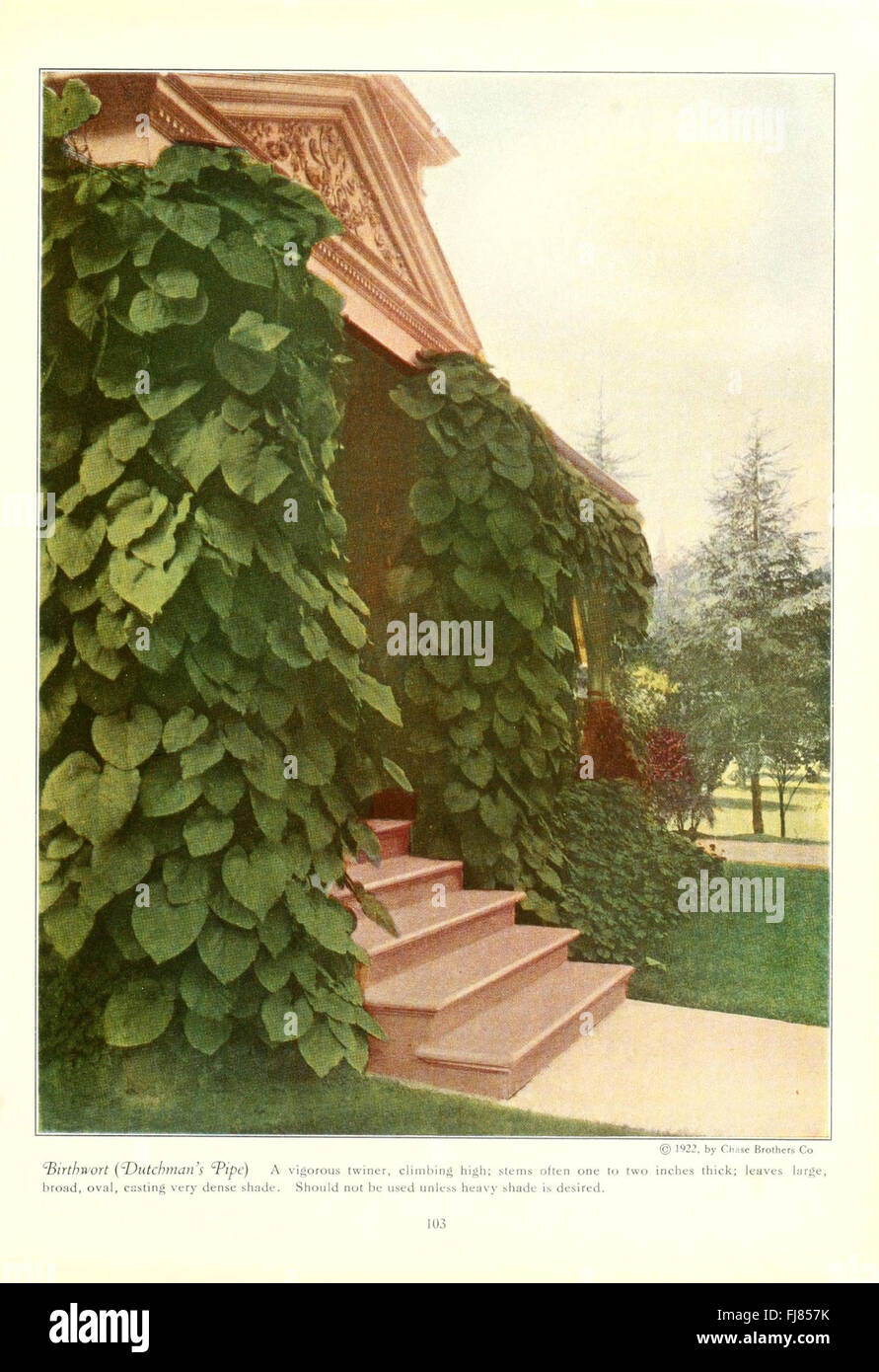 An illustrated catalog showcasing fruit and flowers in natural colors ...