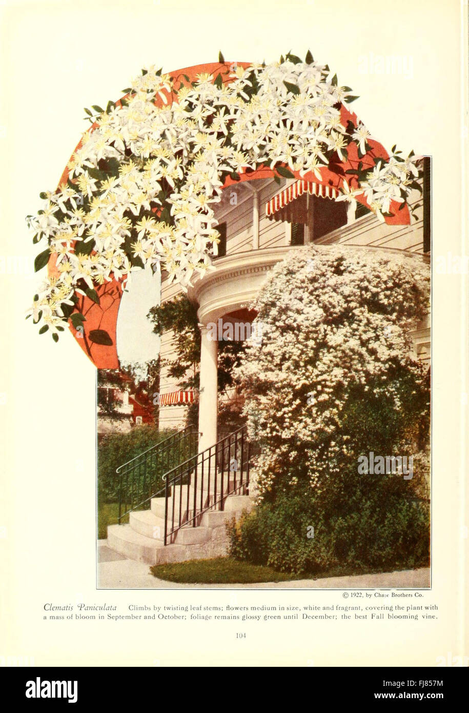 An illustrated catalog featuring fruit and flowers in natural colors ...