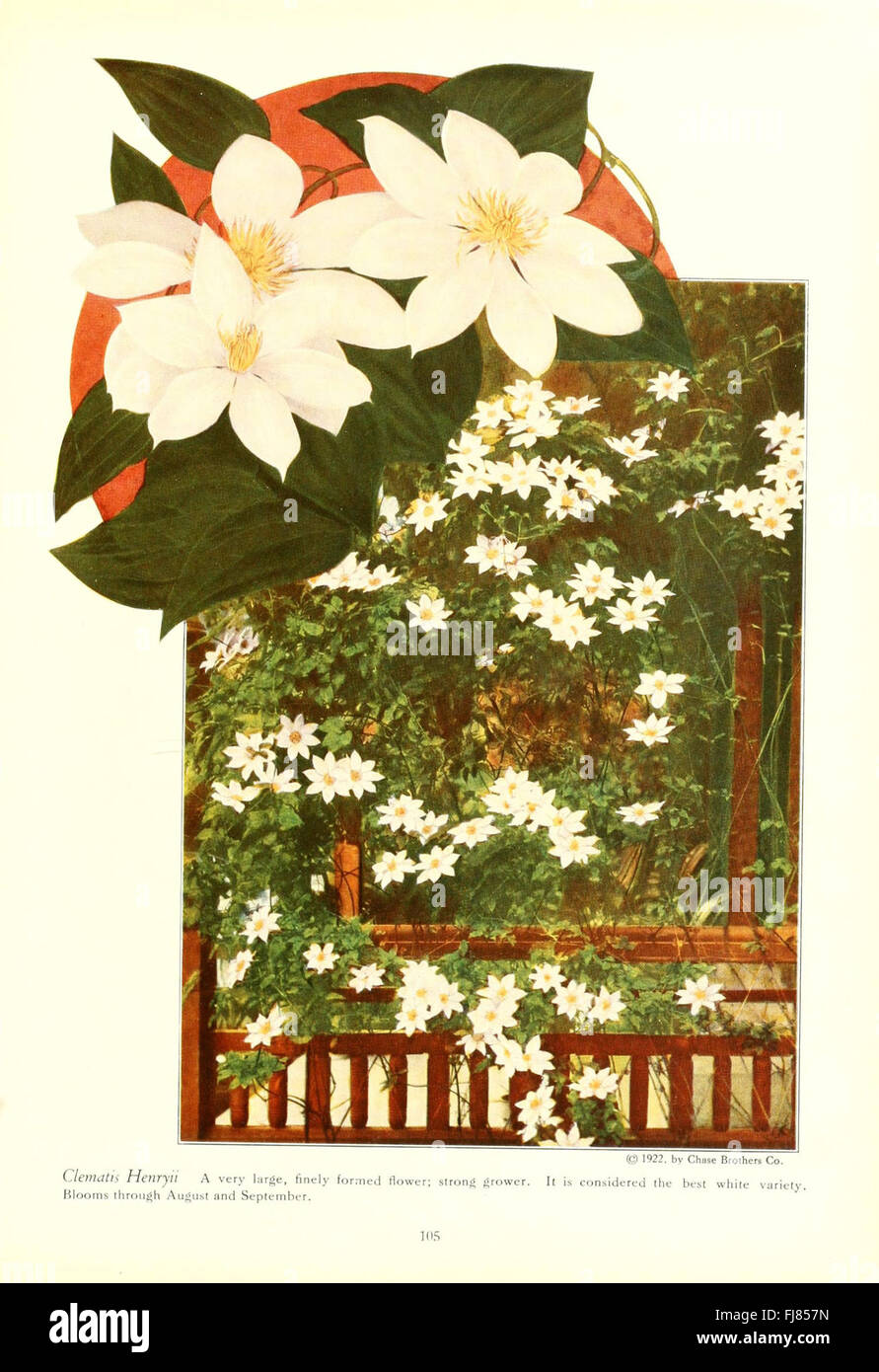 Chase fruit and flowers in natural colors (Page 105), Catalogs. [from ...