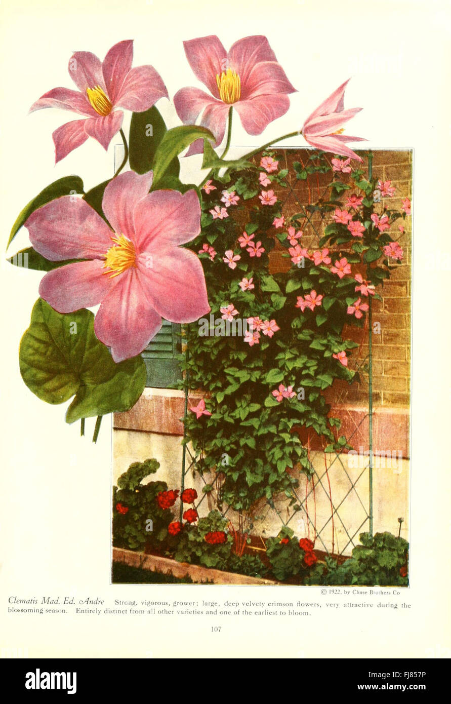 Chase Fruit and Flowers in Natural Colors - A catalog presenting vivid ...