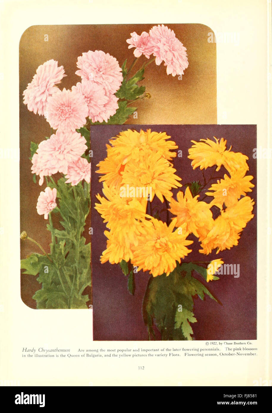 Naturalistic colors hi-res stock photography and images - Alamy