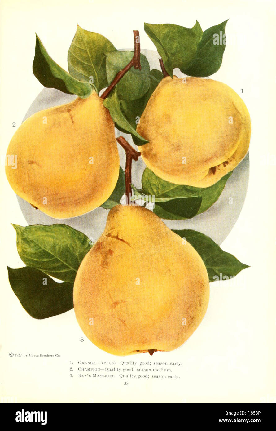 An illustrated catalog from the Library of Congress, depicting fruit ...