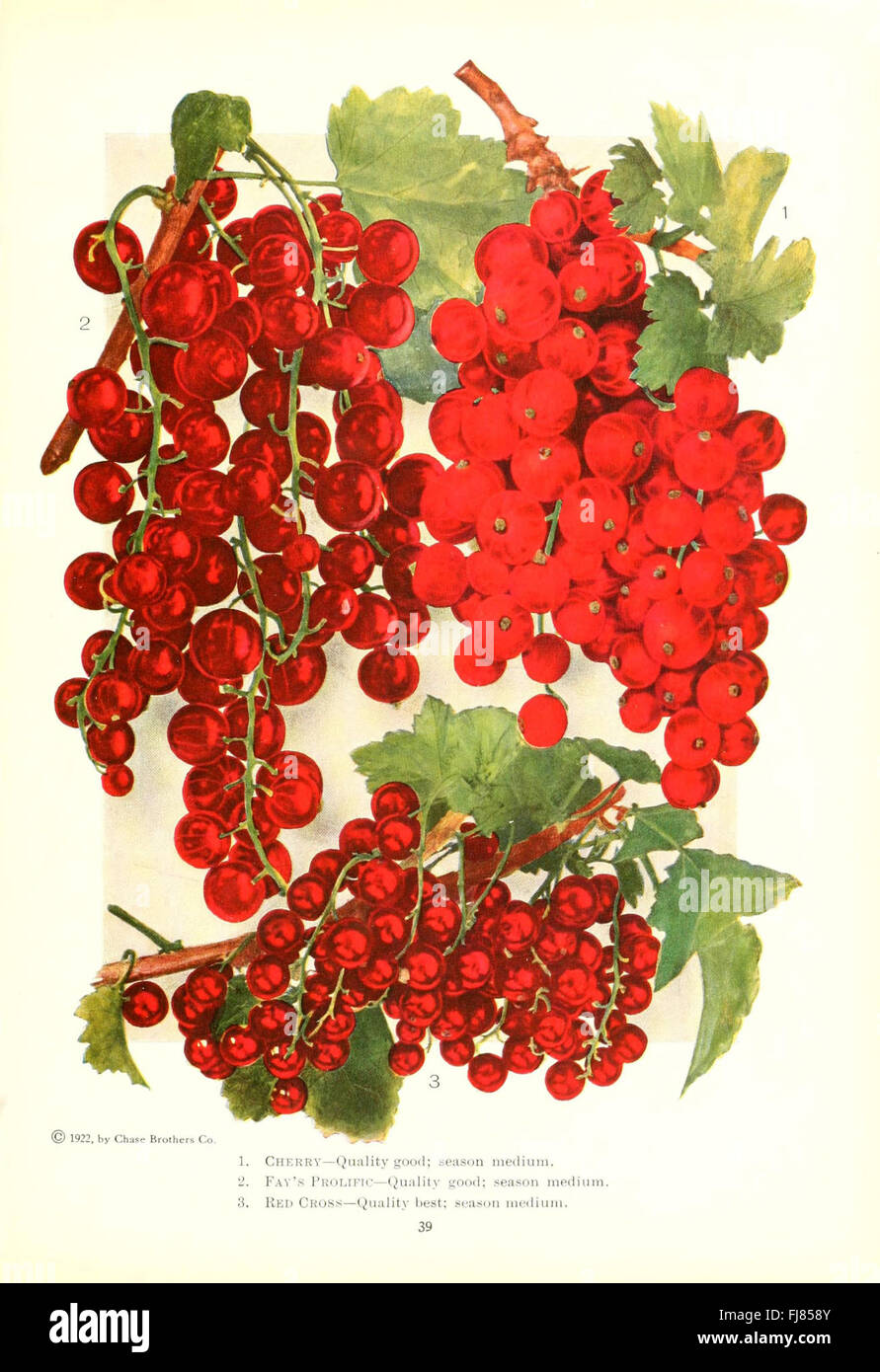 A vibrant depiction of fruit and flowers in natural colors from 'Chase ...