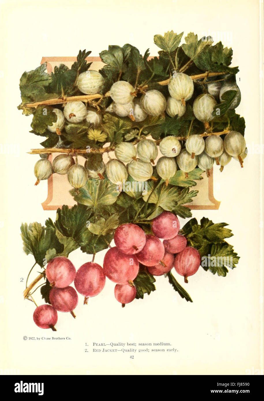 An illustration from *Chase Fruit and Flowers in Natural Colors ...