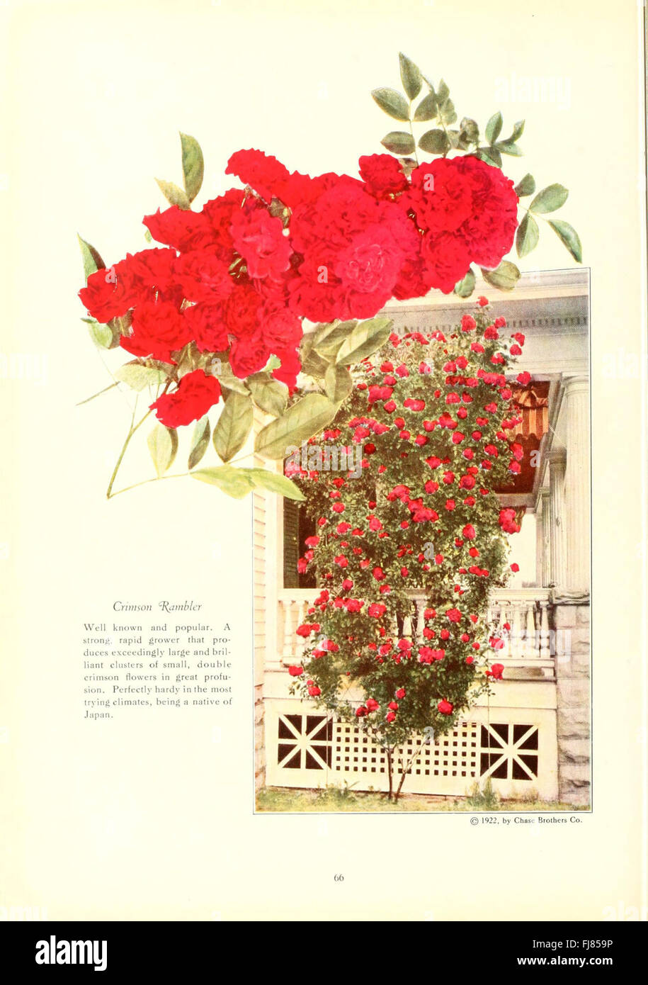 An artistic catalog showcasing the vibrant colors of fruits and flowers ...