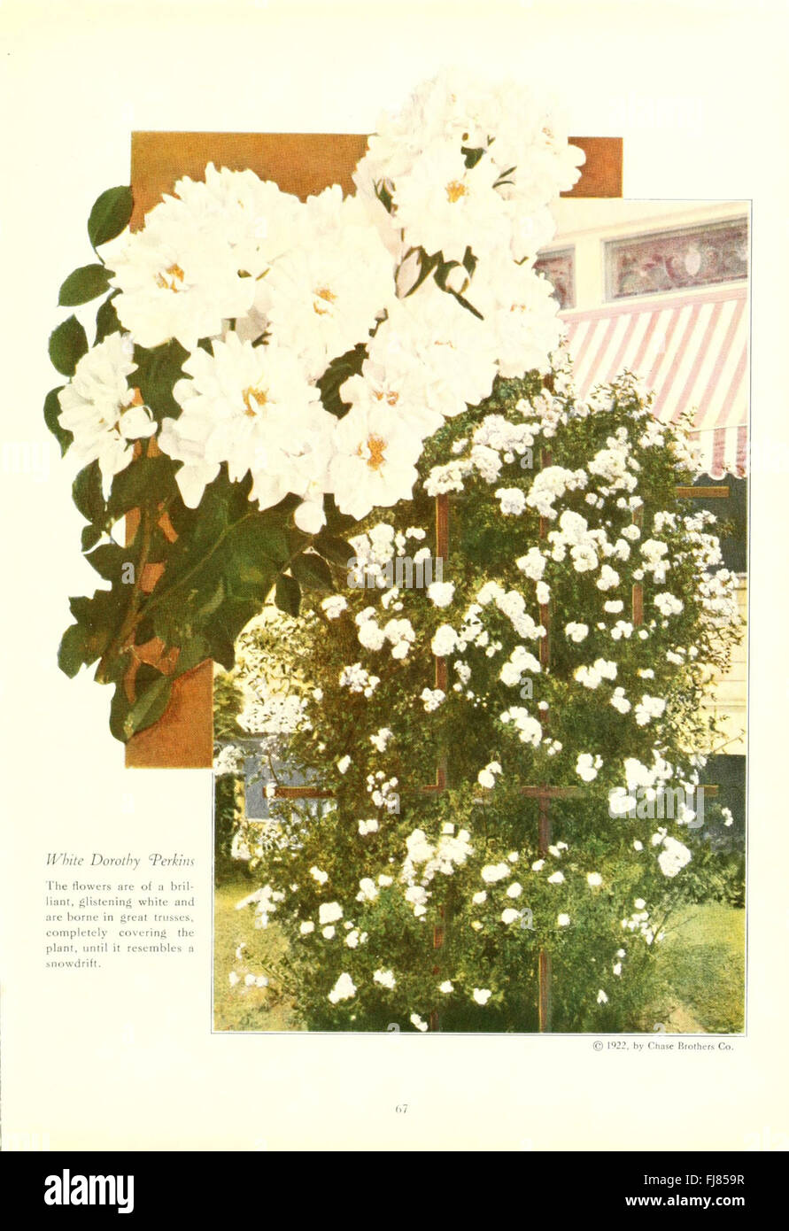 An illustrated catalog from the *Chase Fruit and Flowers* collection ...