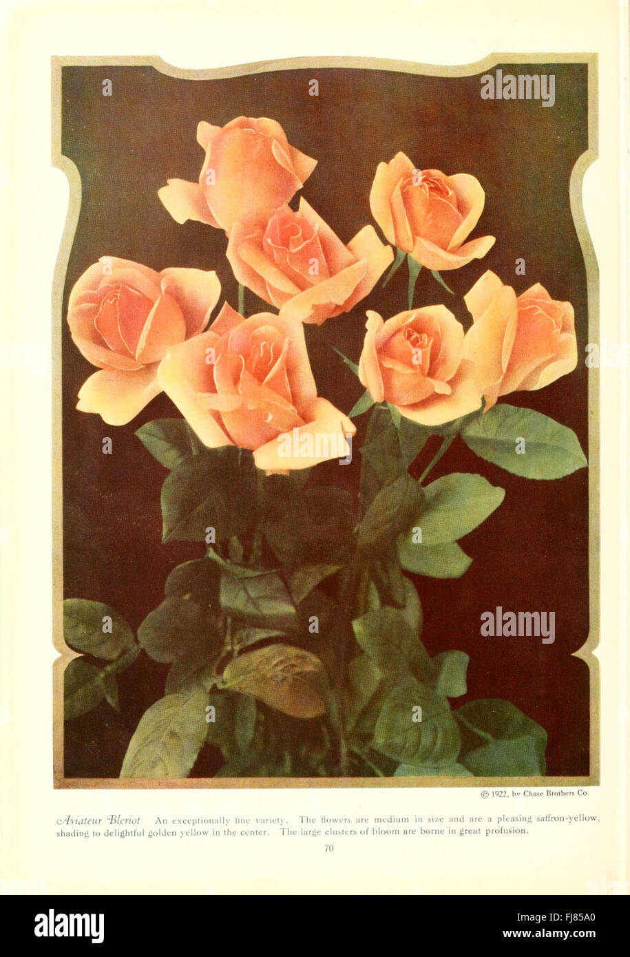 Historical flower drawings hi-res stock photography and images - Alamy