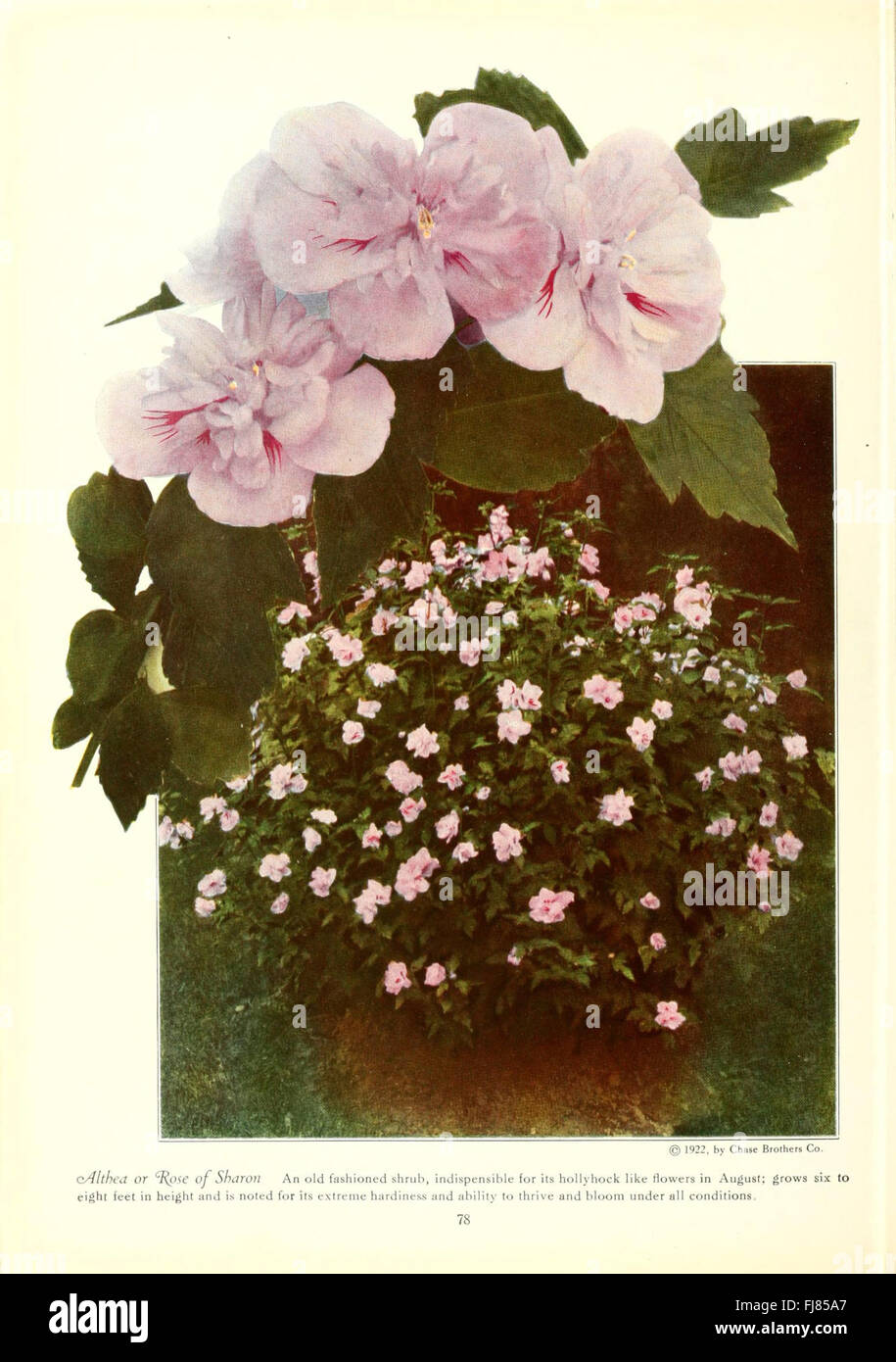 A detailed catalog showcasing various fruits and flowers in their ...