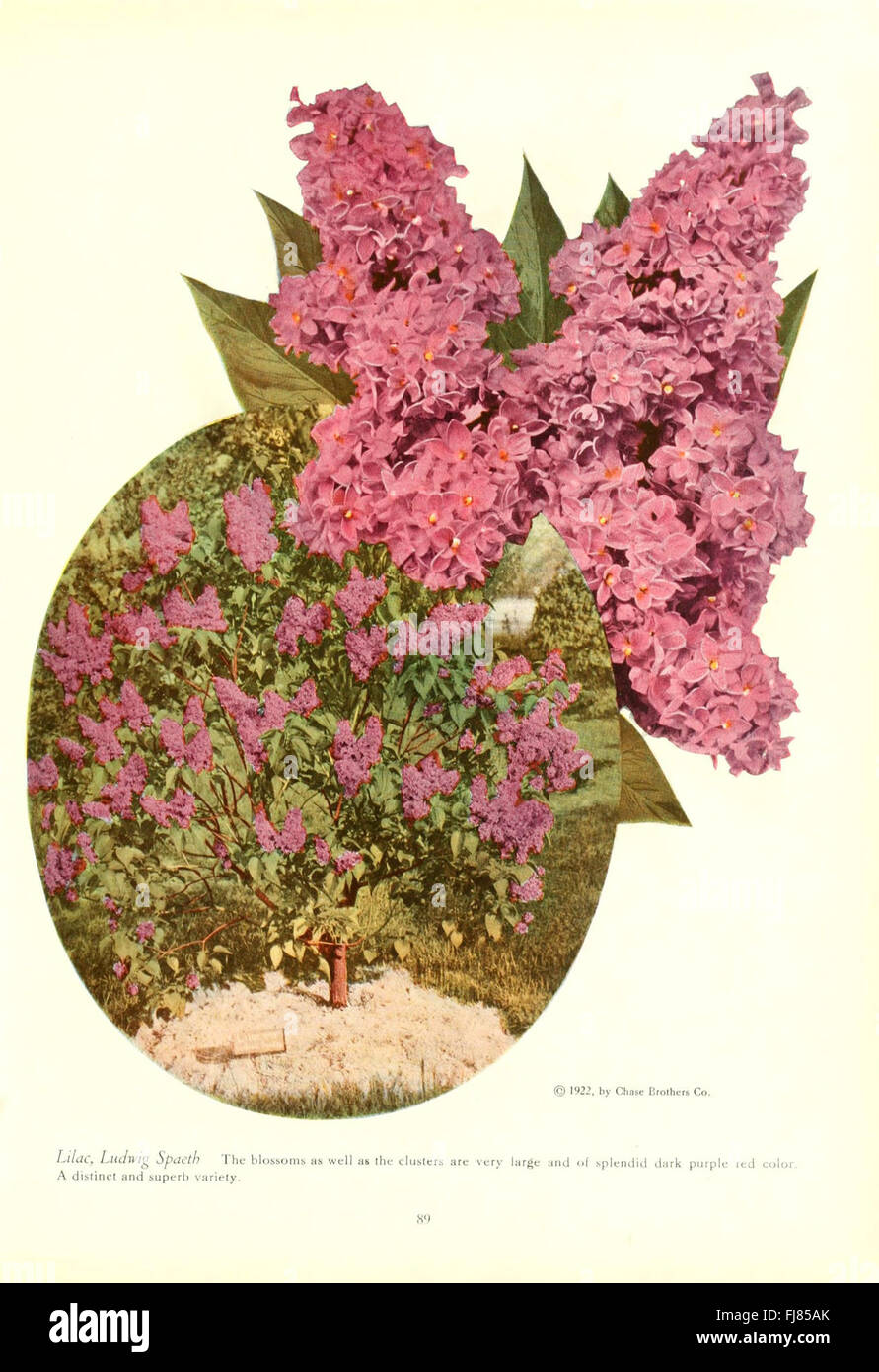 A botanical catalog illustrating fruit and flower species in natural ...