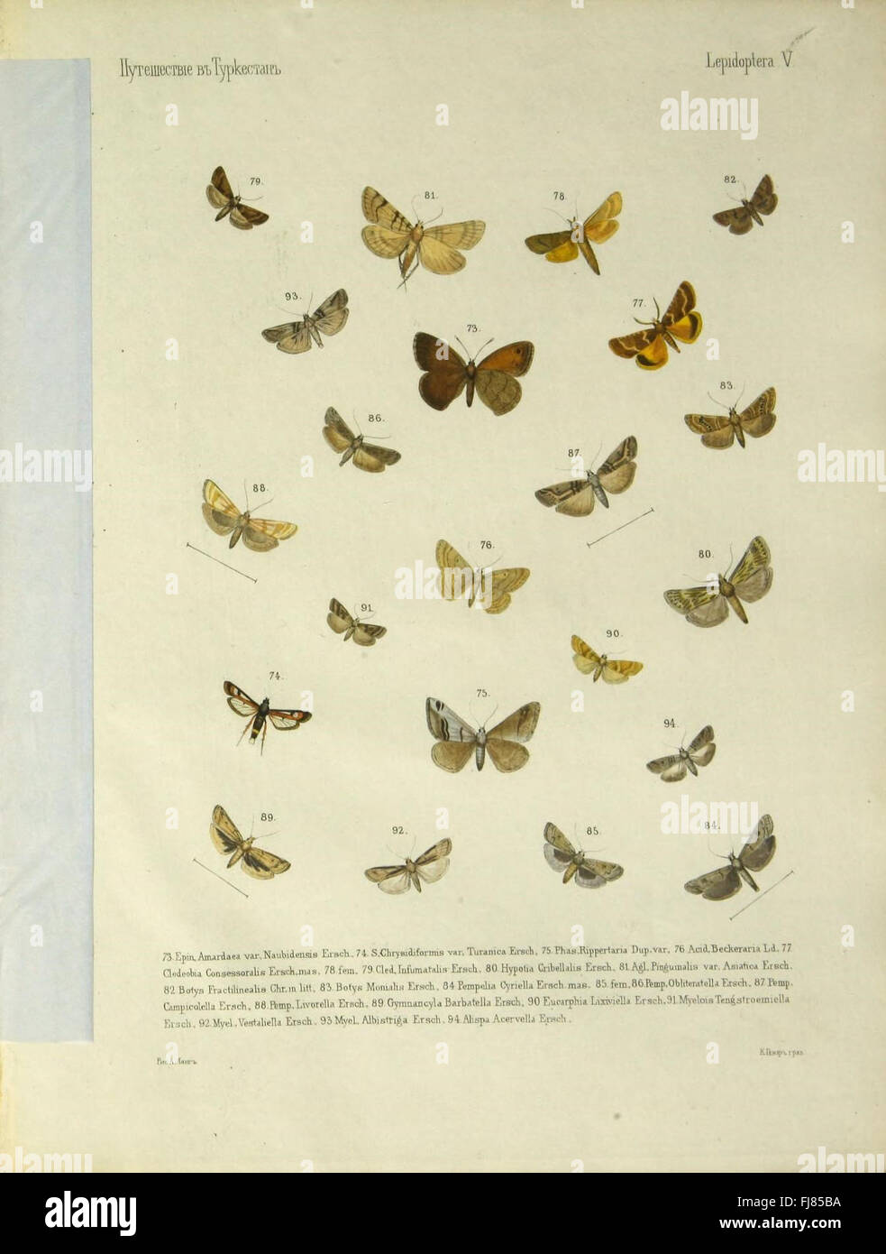 Russian butterflies hi-res stock photography and images - Alamy