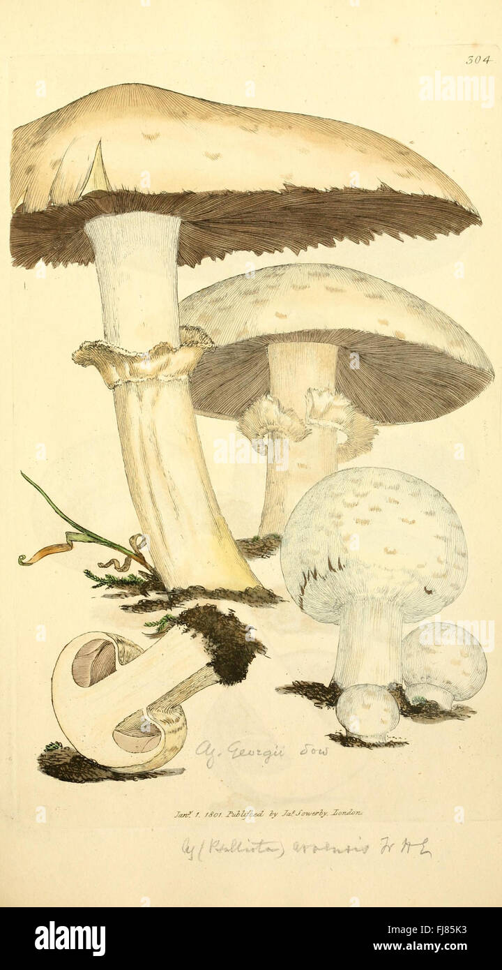 Fungal species descriptions hi-res stock photography and images - Alamy