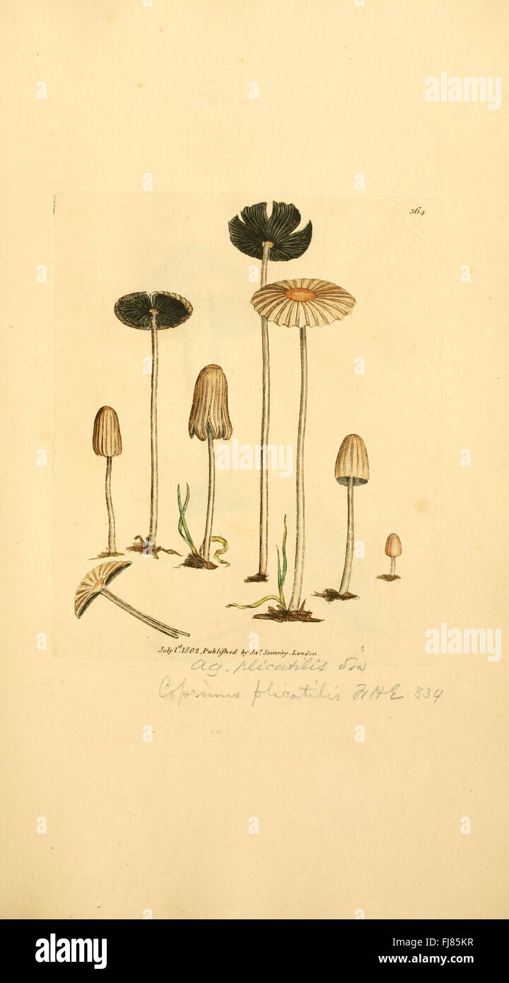 Coloured Figures of English Fungi, Mushrooms, England, Mertz Library ...