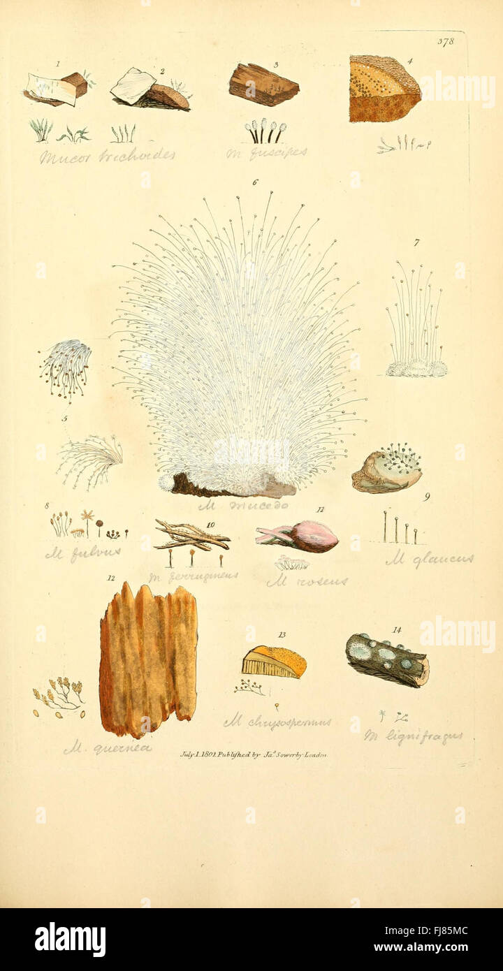 An illustration of English fungi or mushrooms from *Coloured Figures of ...