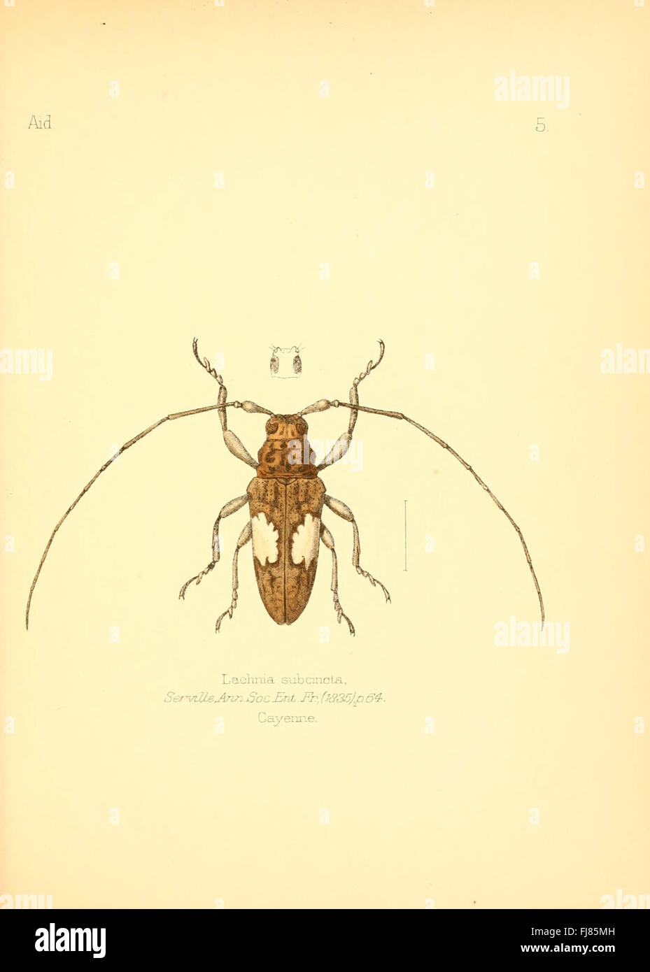 Classification of insect species hi-res stock photography and images ...