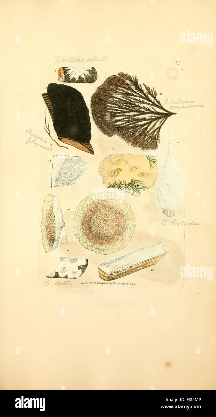 A botanical work illustrating English fungi and mushrooms, with a focus ...