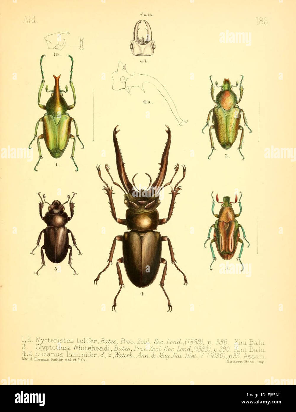 Systematics of insects hi-res stock photography and images - Alamy