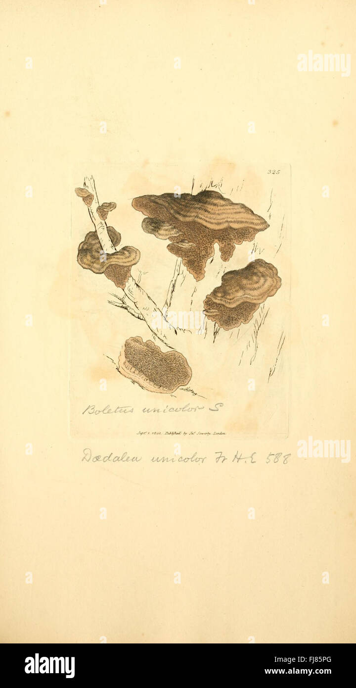 Detailed study of various mushroom species hi-res stock photography and ...