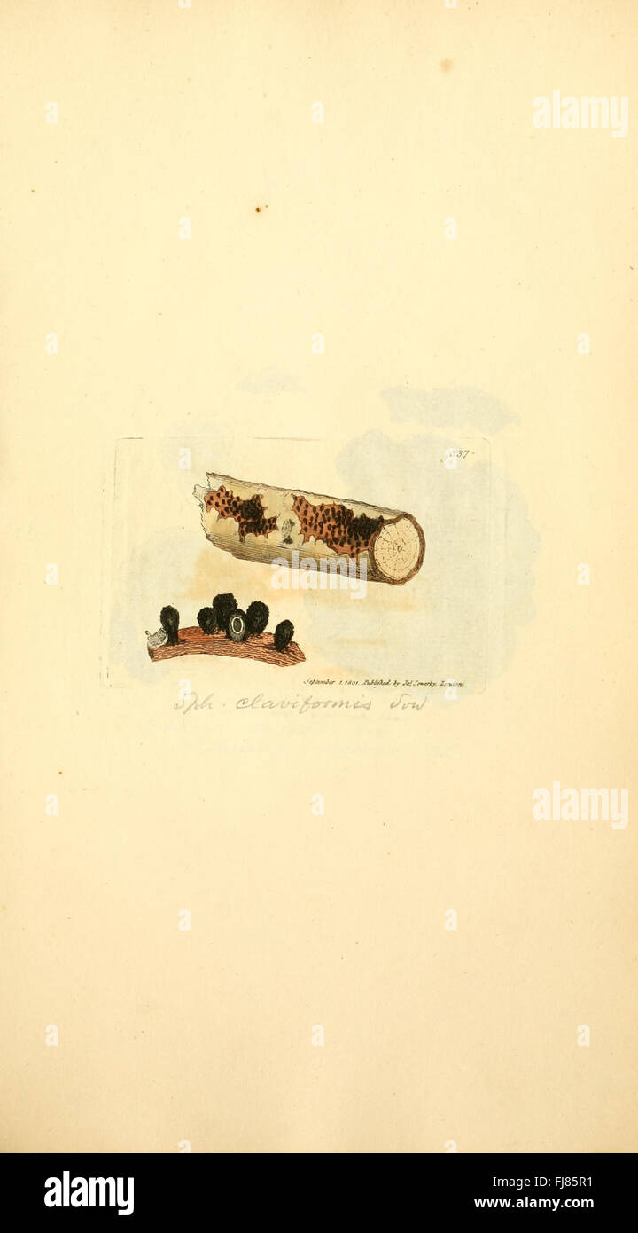 Coloured figures of English fungi or mushrooms (Tab. CCCXXXVII ...