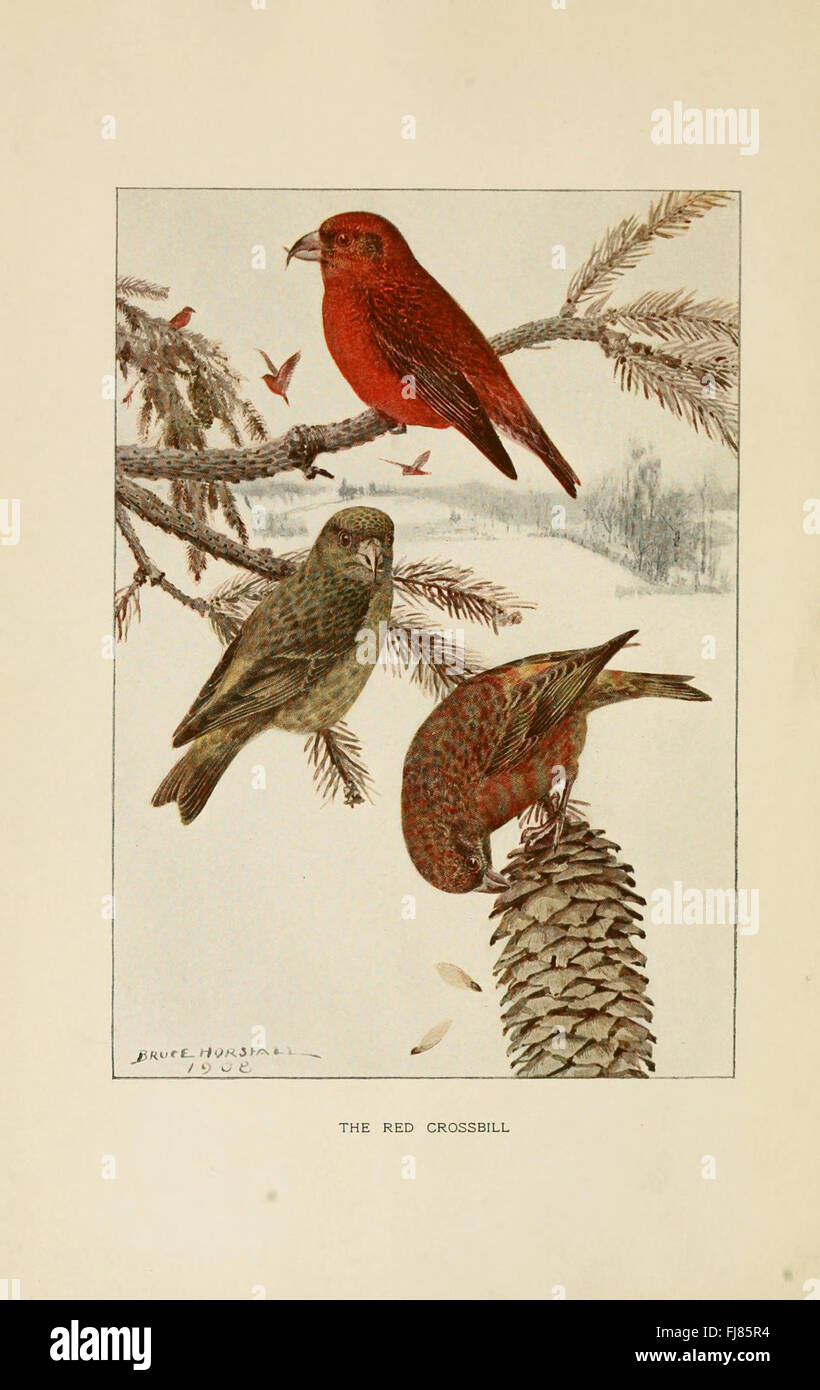 Alaska Birds, Birdlife, Ornithology, Birds of Alaska, Avian Species ...