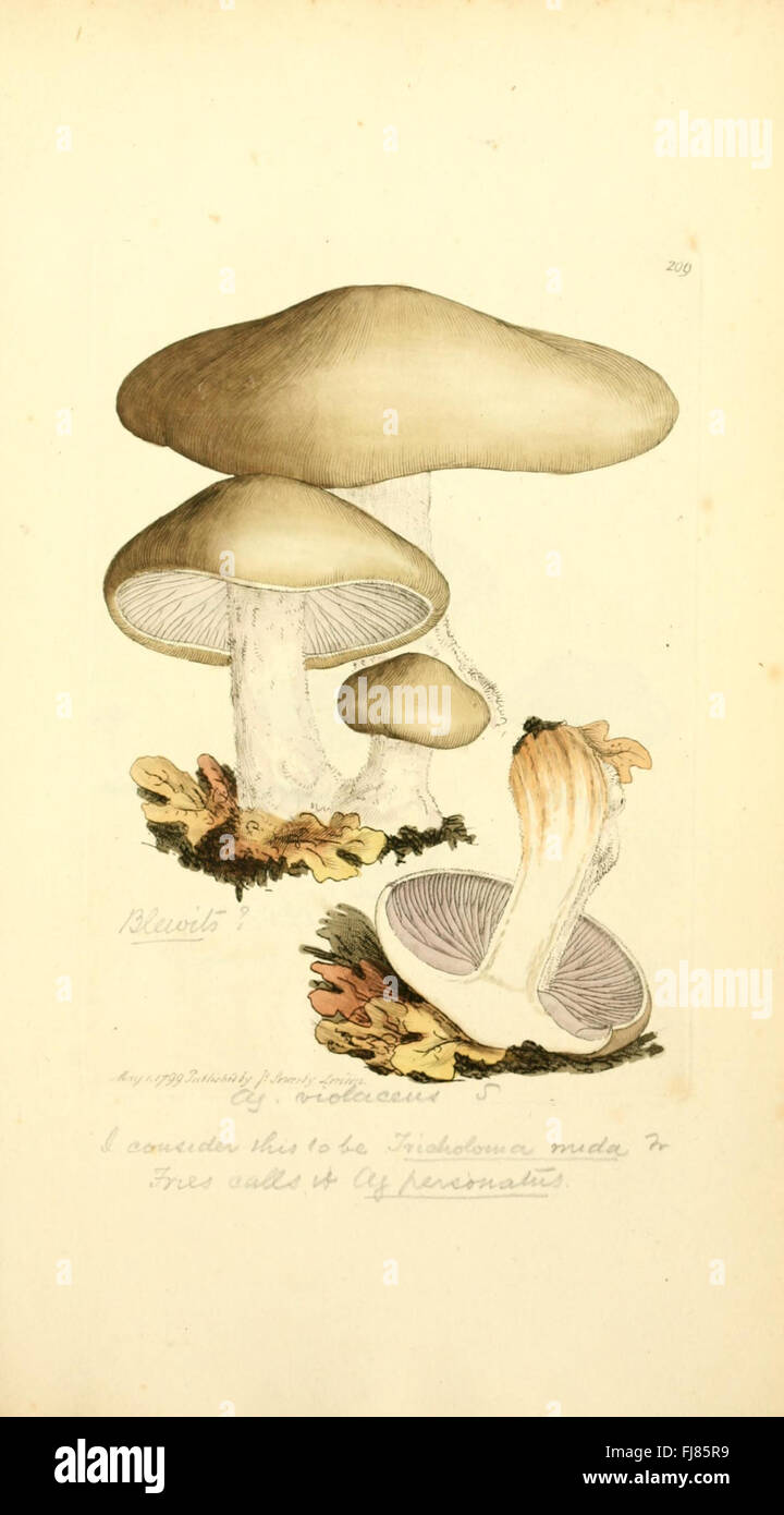 Detailed study of various mushroom species hi-res stock photography and ...