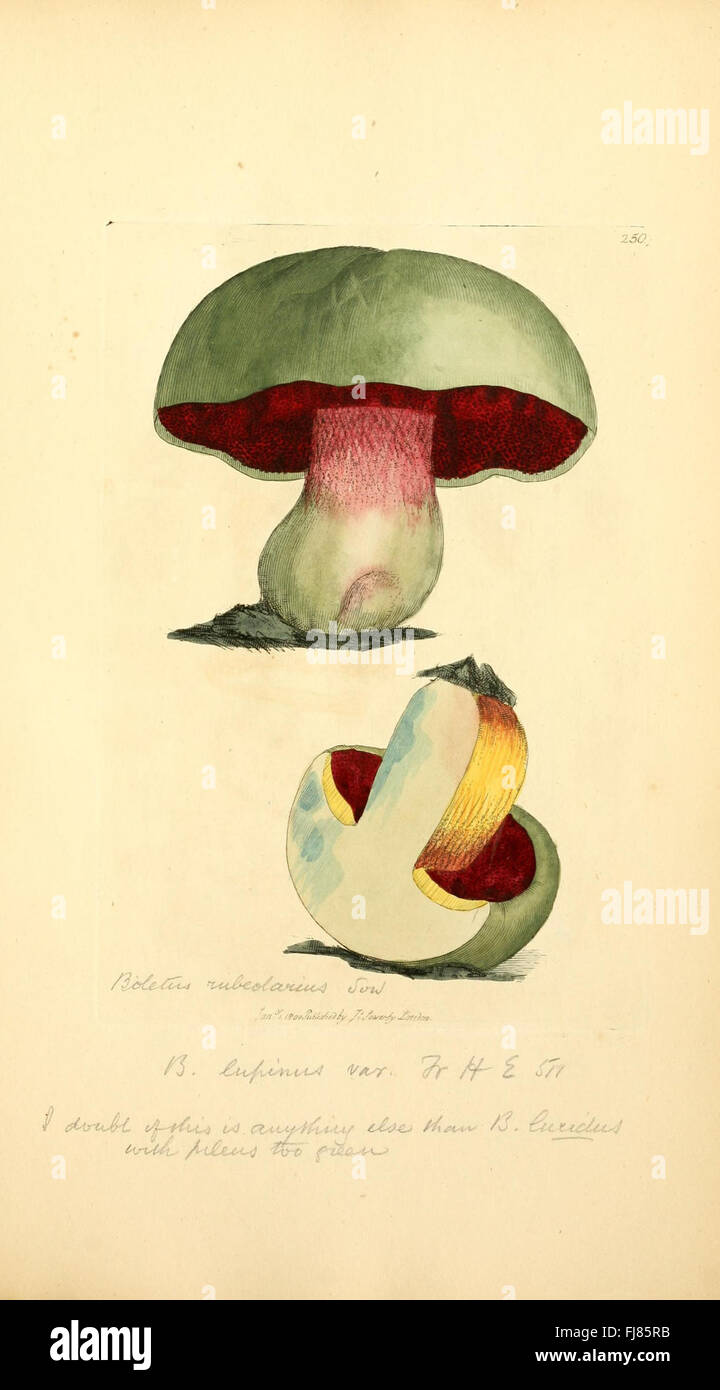 Coloured figures of English fungi or mushrooms (Tab. CCL): Mushroom ...