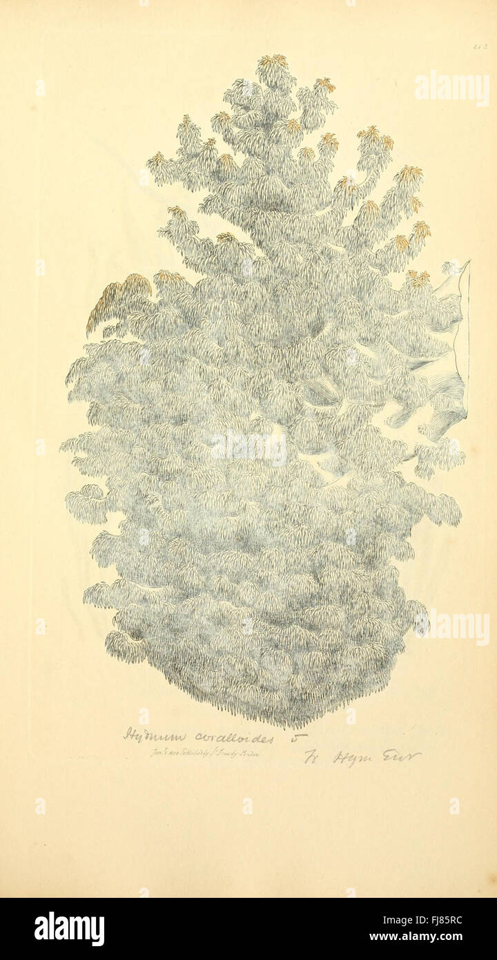 Coloured figures of English fungi or mushrooms (Tab. CCLII Stock Photo ...