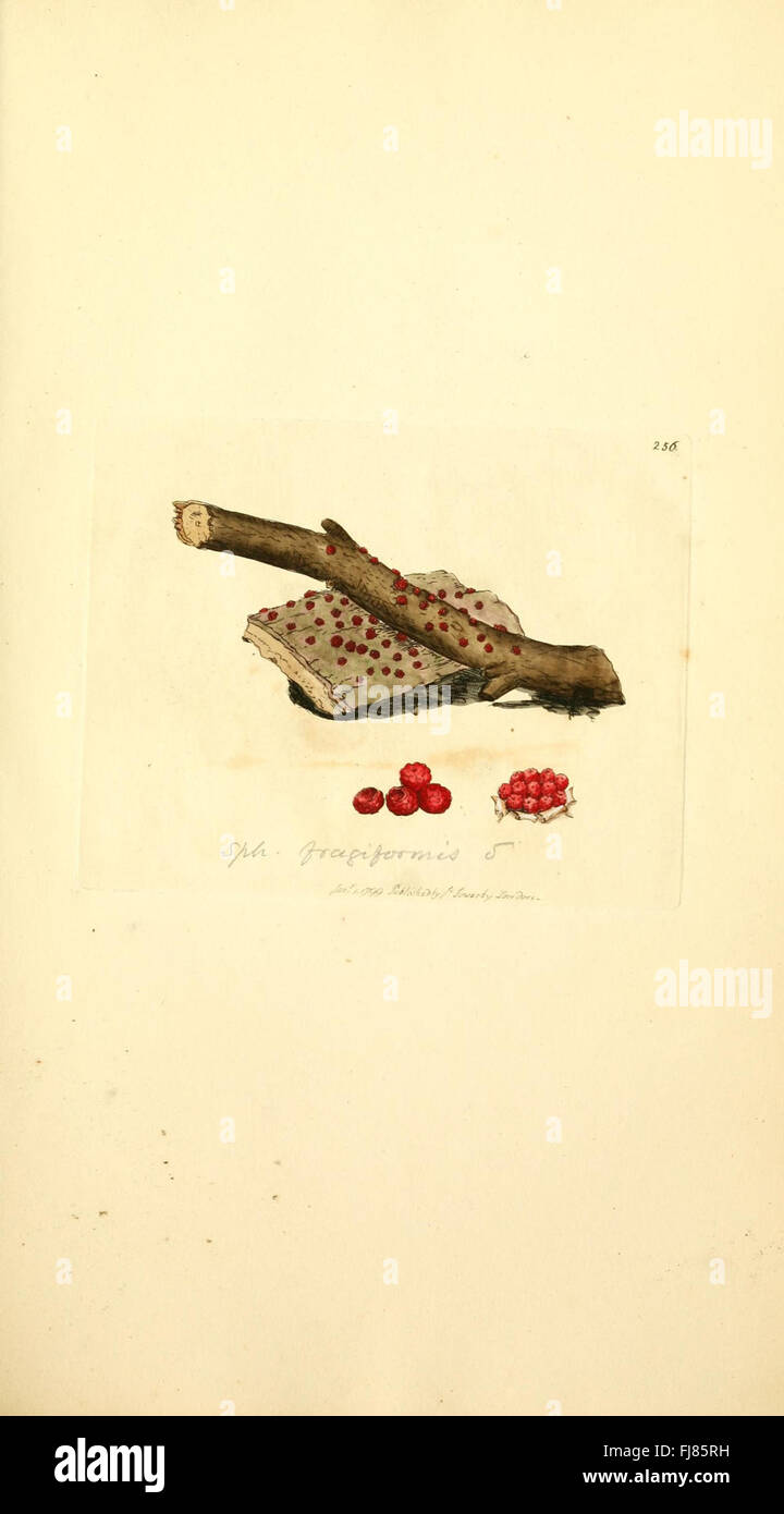 An illustration from 'Coloured Figures of English Fungi', depicting a ...