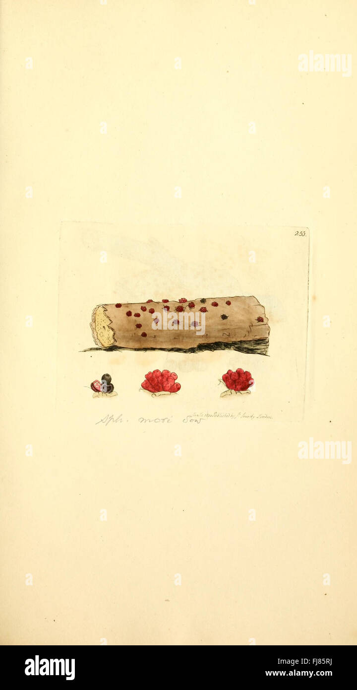 An illustrated work from 'Coloured Figures of English Fungi', depicting ...