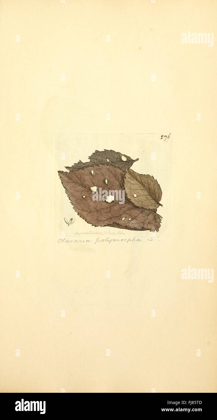 Coloured figures of English fungi, mushrooms, Mertz Library collection ...