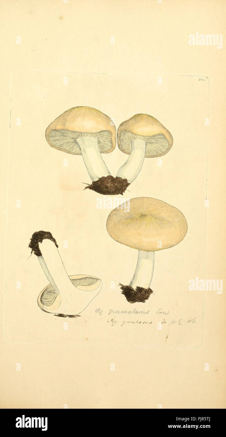 Botanical illustrations of fungi, New York Botanical Garden Stock Photo ...