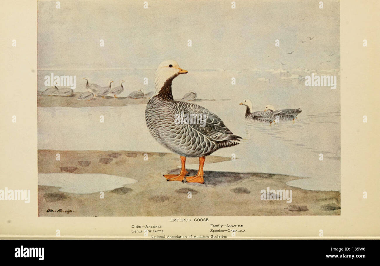 This work focuses on the diverse bird species of Alaska, highlighting ...