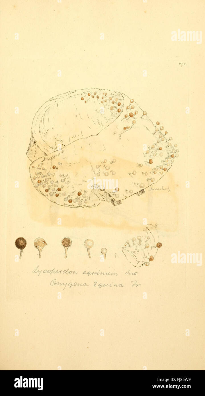 A detailed, hand-colored illustration of English fungi, documenting ...