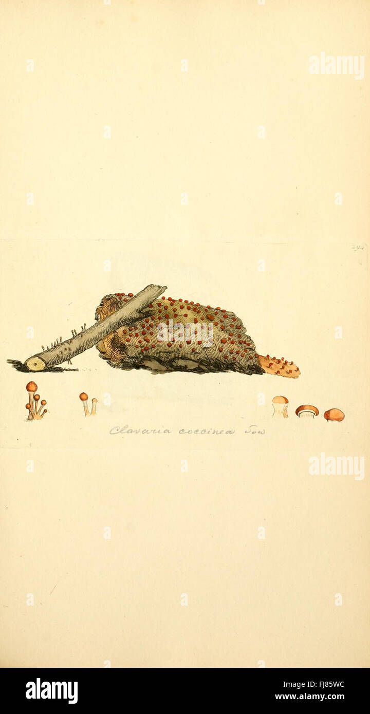 An illustration of English fungi or mushrooms, showing their detailed ...