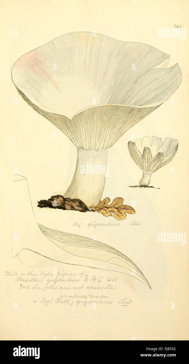 An illustrated work showcasing various species of English fungi and ...