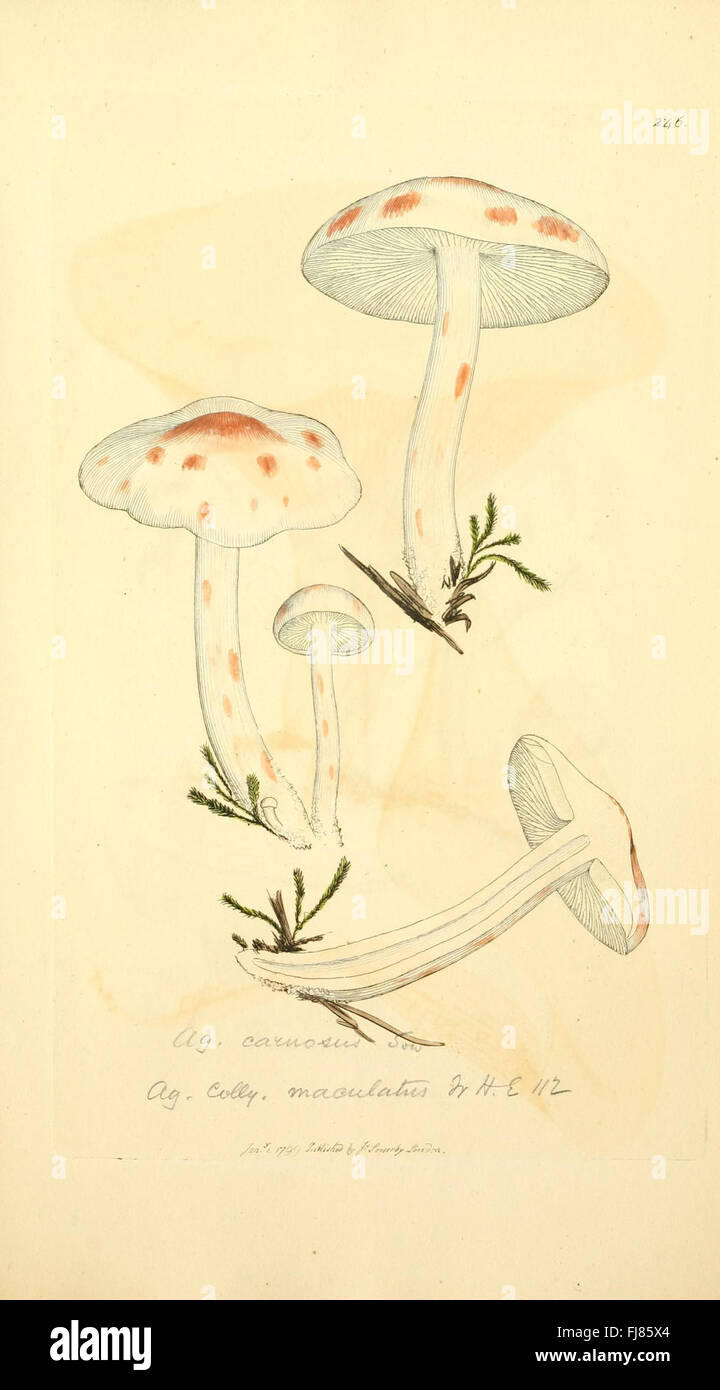 fungi, mushrooms, botanical illustration, English fungi, mycology ...