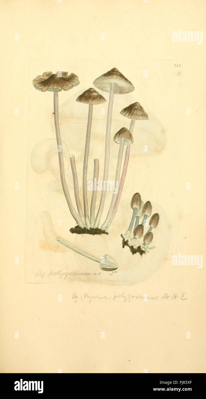 Coloured Figures of English Fungi or Mushrooms (Tab. CCXXII Stock Photo ...