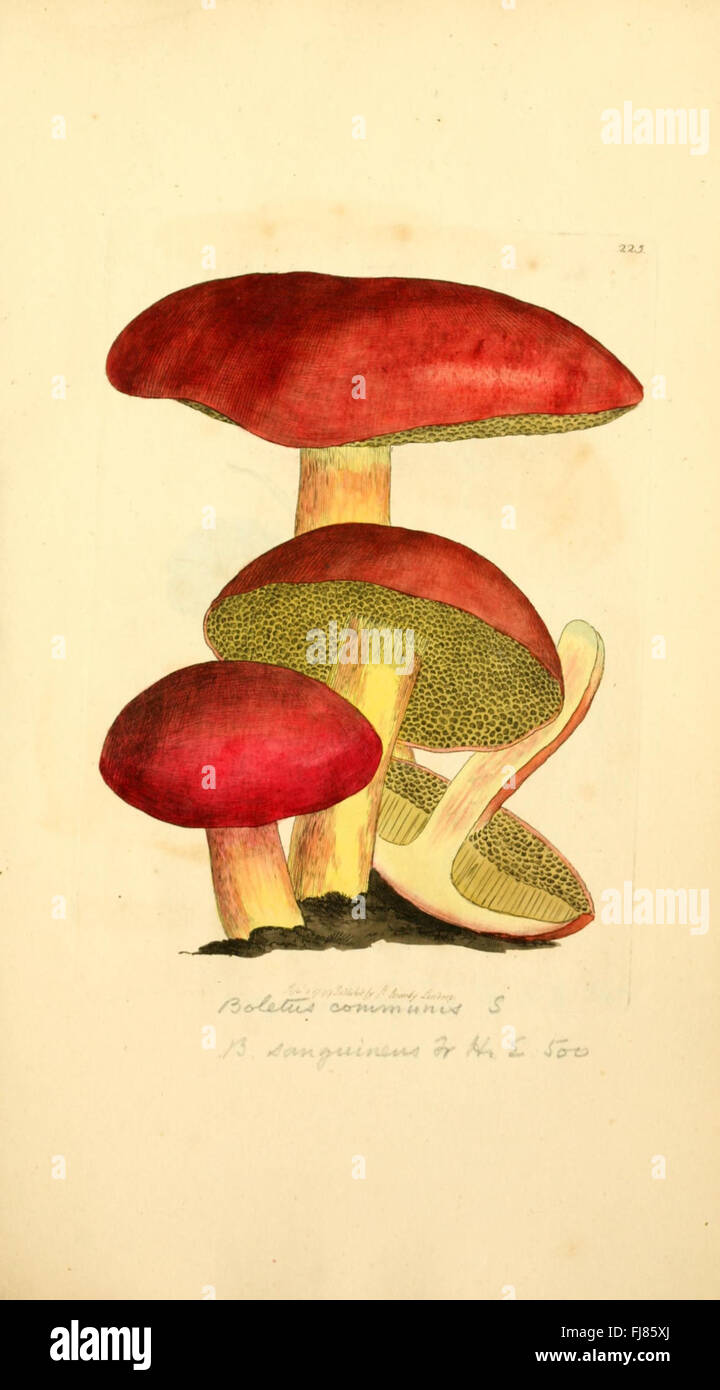 An illustrated guide to various species of English fungi, focusing on ...