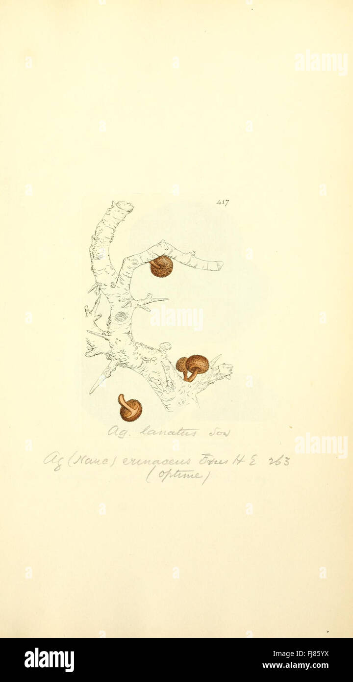 Coloured figures of English fungi or mushrooms (Tab. CDXVII), England ...