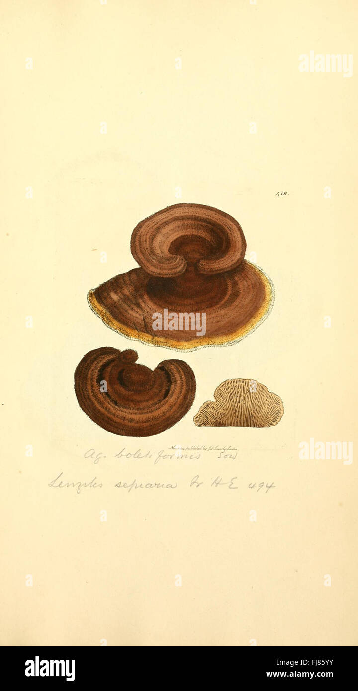 A detailed illustration from 'Coloured figures of English fungi ...