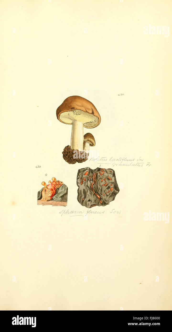 An illustrated work showing detailed colored figures of fungi and ...